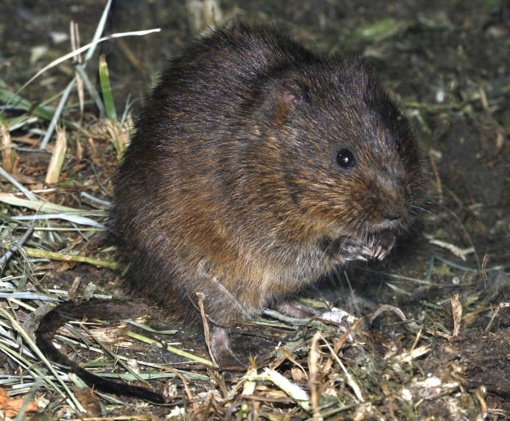 Seguiment de petits mamífers(SEMICE) – Egrell